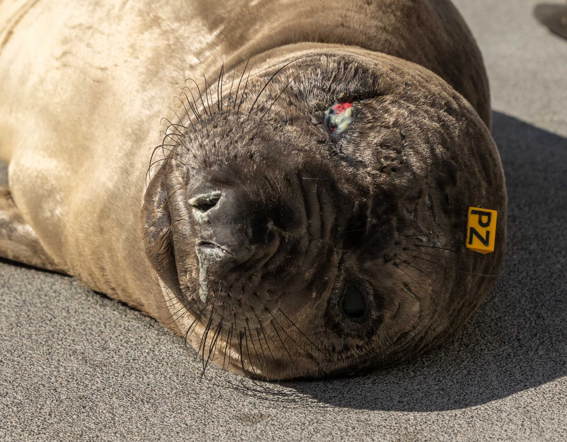 Coyote | The Marine Mammal Center