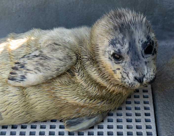 Pupping Season Spotlight: Caring for an Orphaned Harbor Seal Pup | The ...