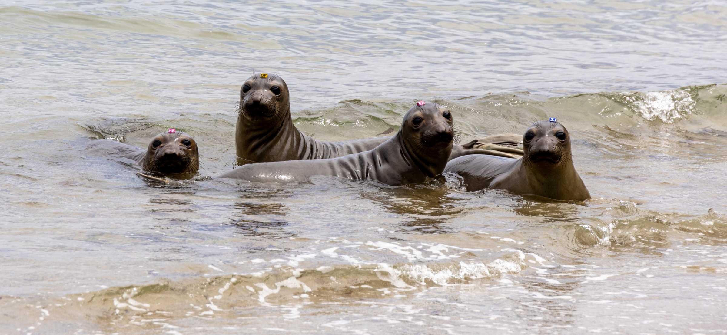Home | The Marine Mammal Center