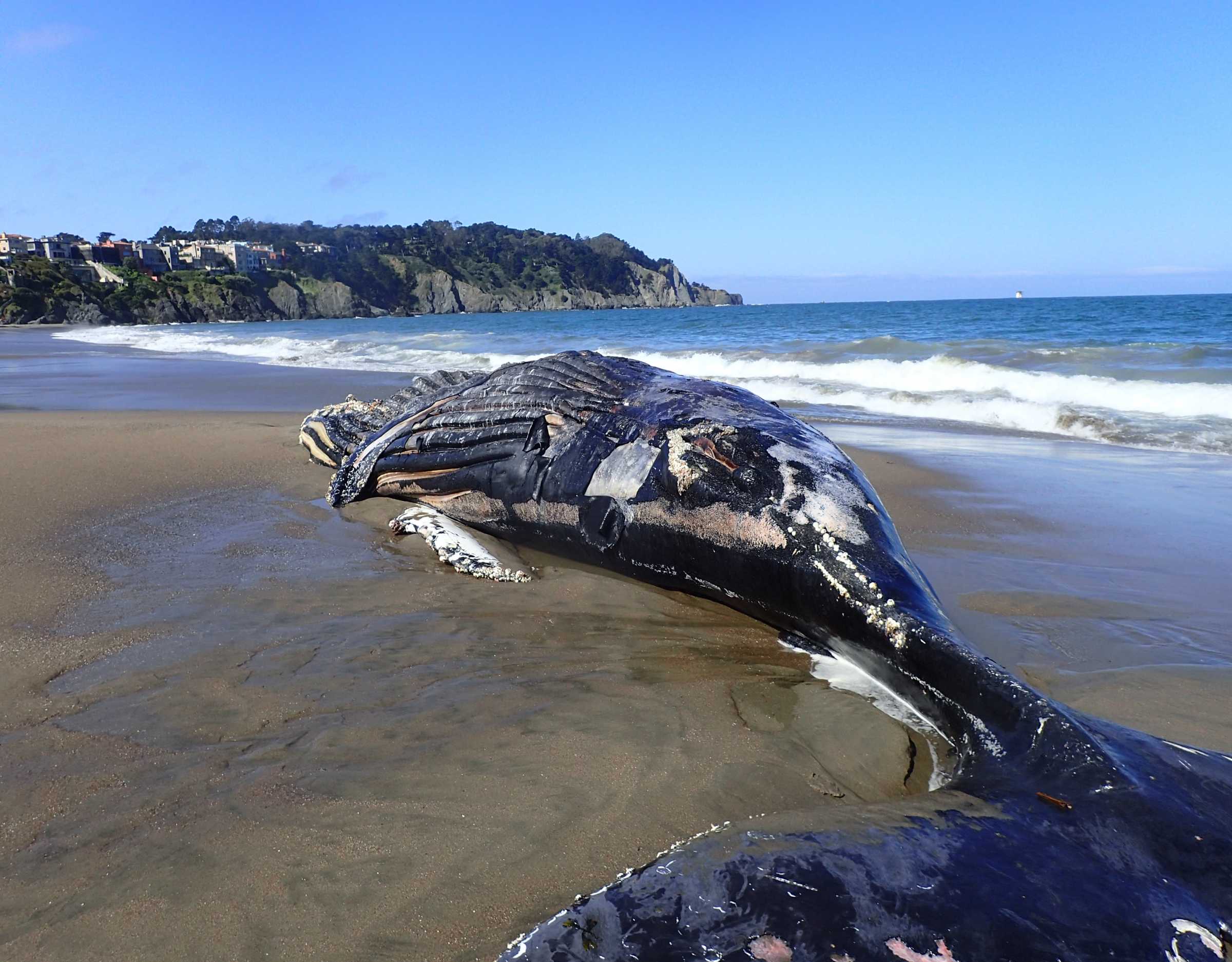 Sentinels of the Sea Podcast Episode 2: Whale Autopsy | The Marine ...