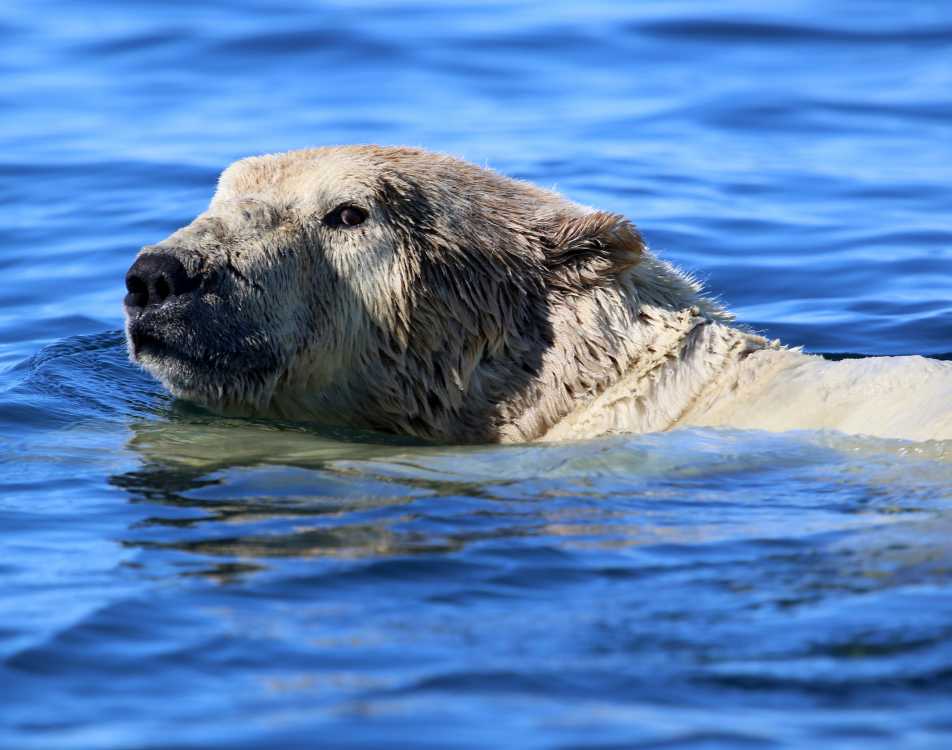 Marine Mammal Monday: Animals of the Arctic | The Marine Mammal Center