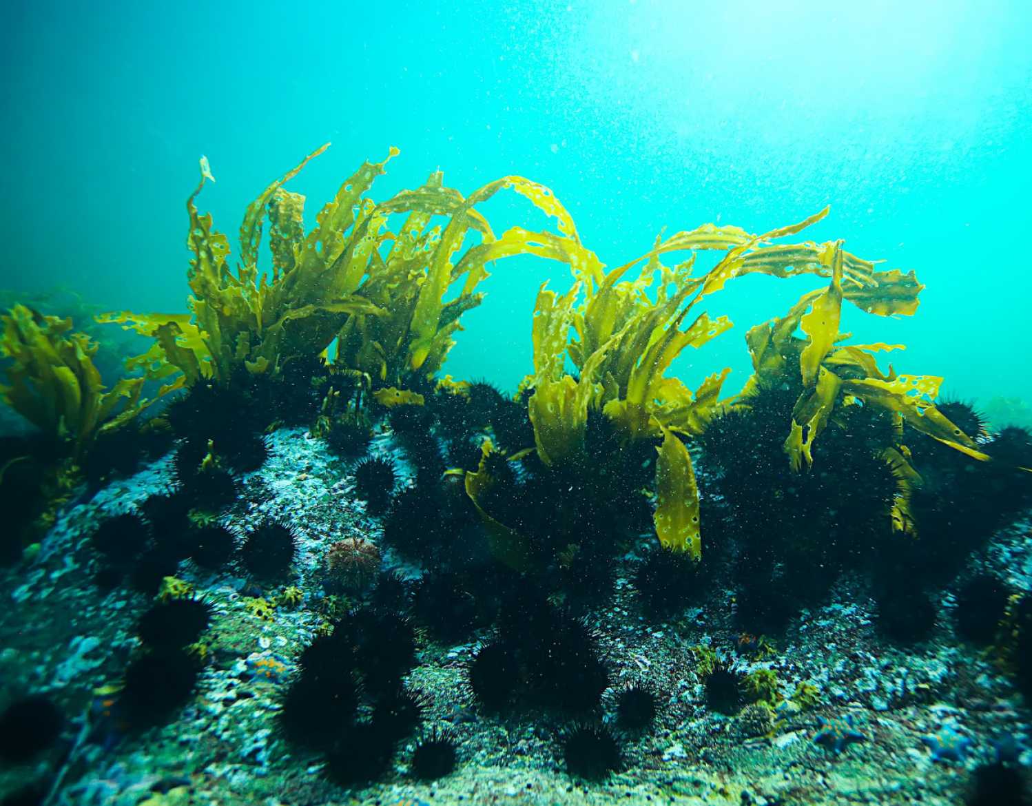 How Sea Otters Can Help Save the Planet | The Marine Mammal Center