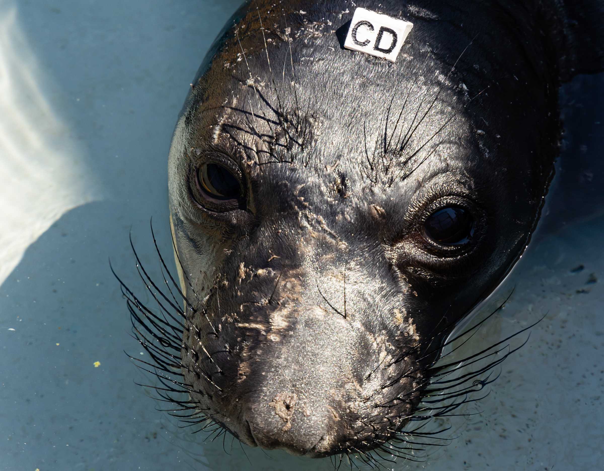 Condor | The Marine Mammal Center
