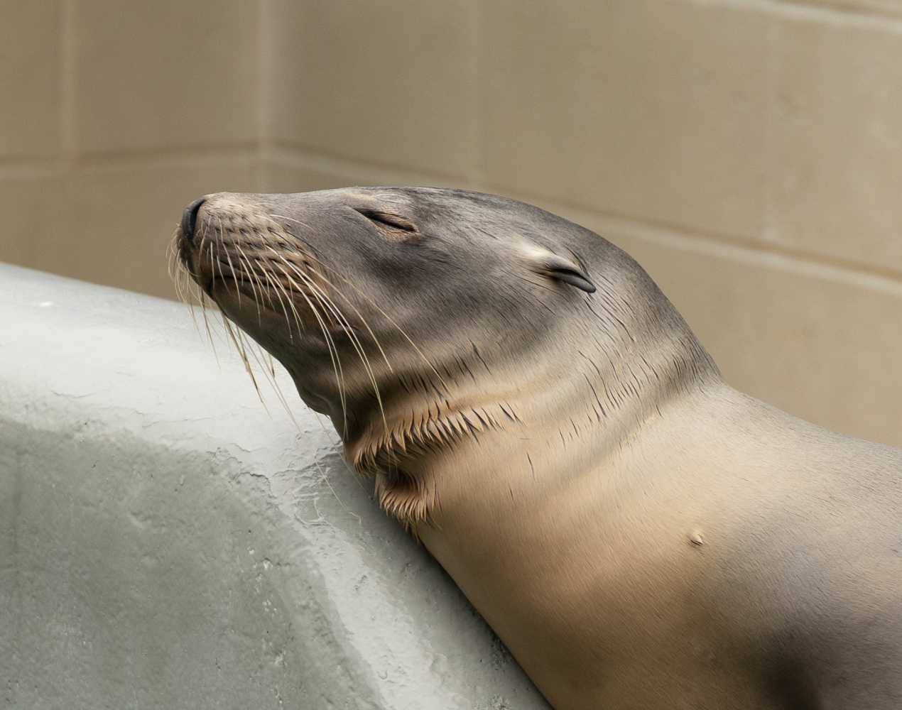 Slacker | The Marine Mammal Center