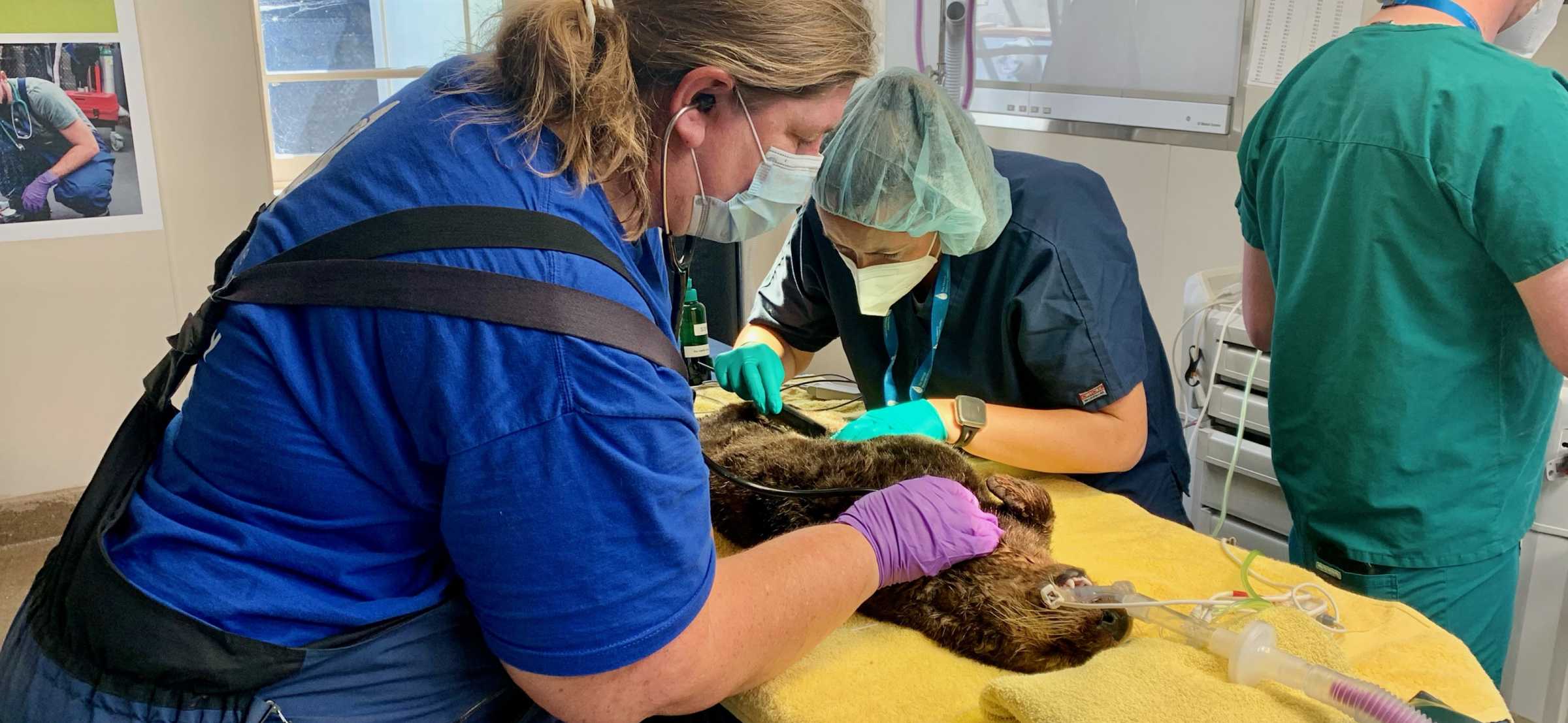 How Sea Otters Can Help Save the Planet | The Marine Mammal Center