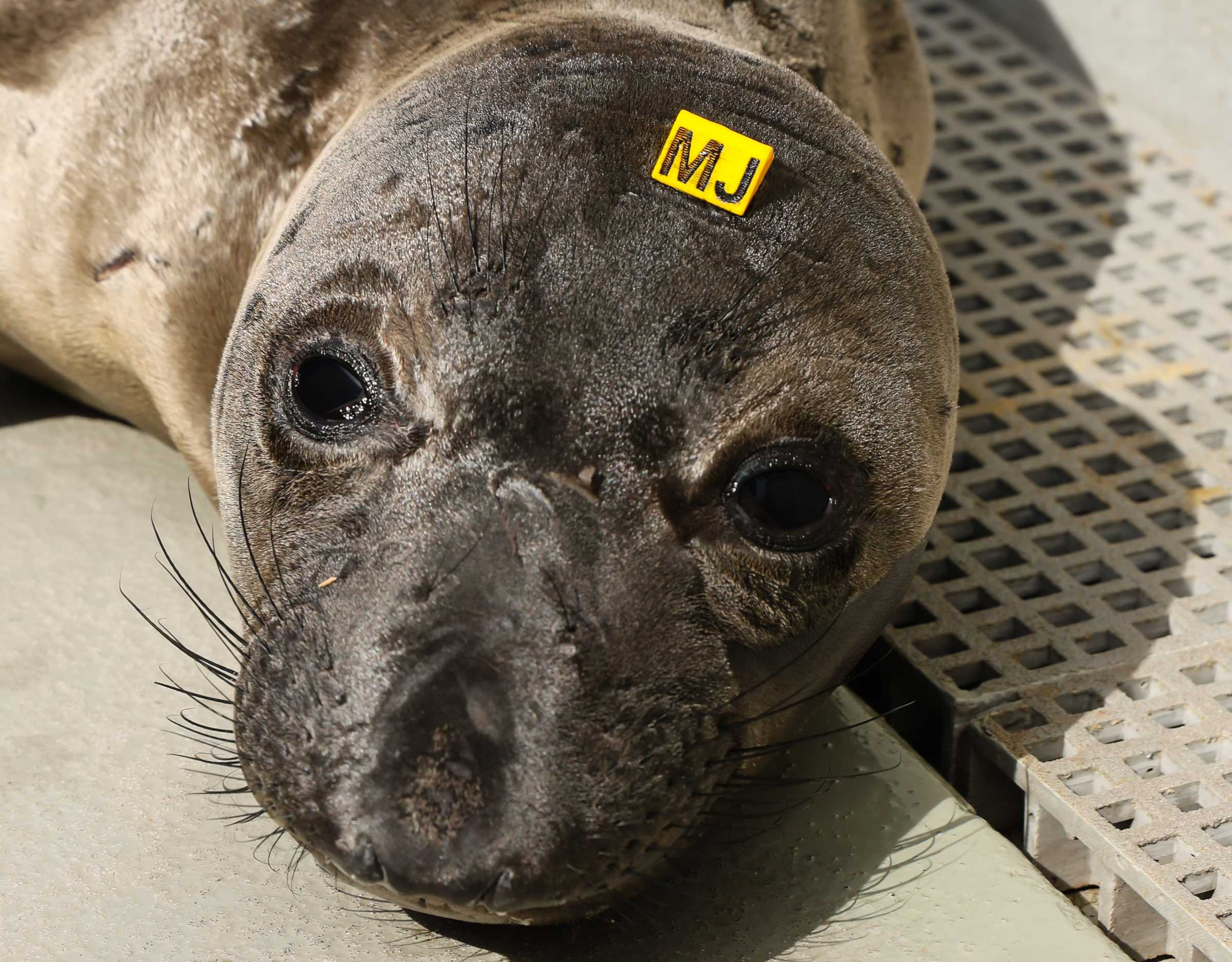 Hopper | The Marine Mammal Center