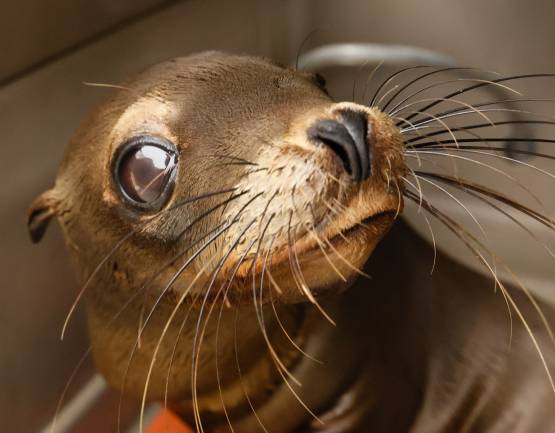 Blackbeard | The Marine Mammal Center