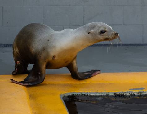 How To See the Gray Whale Migration and Help Save a Life | The Marine ...