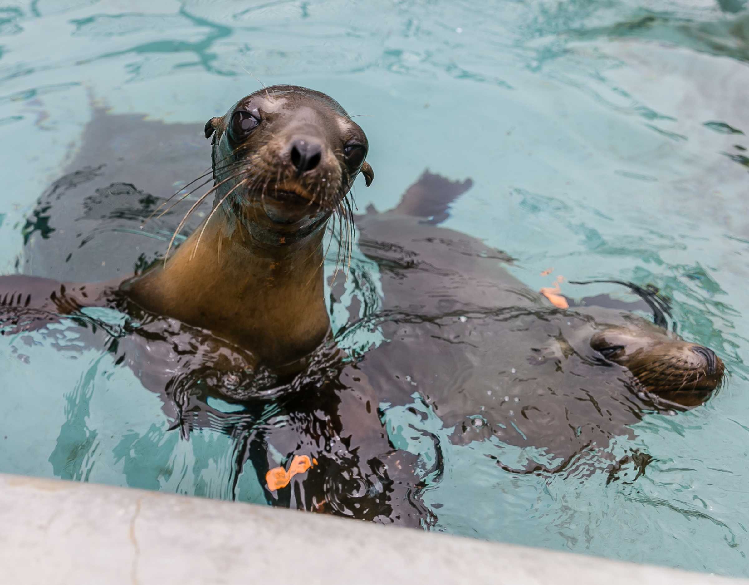 Stewardship Saturday: Ocean Optimism | The Marine Mammal Center