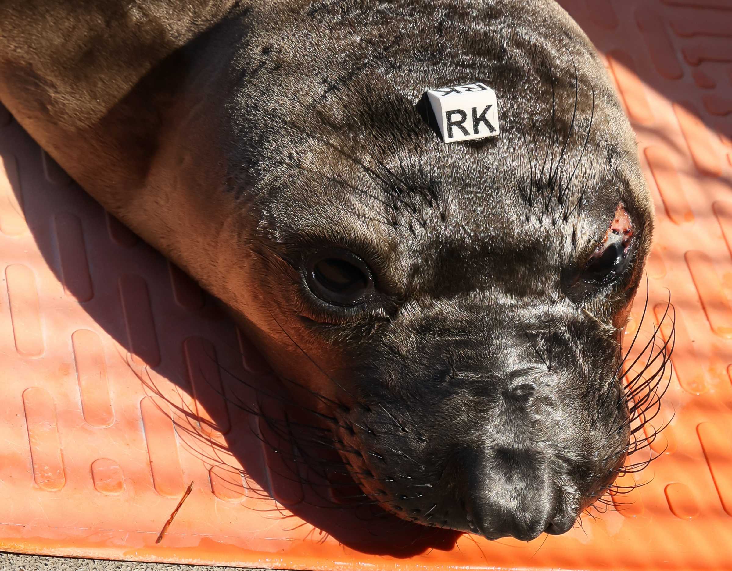 Roper | The Marine Mammal Center
