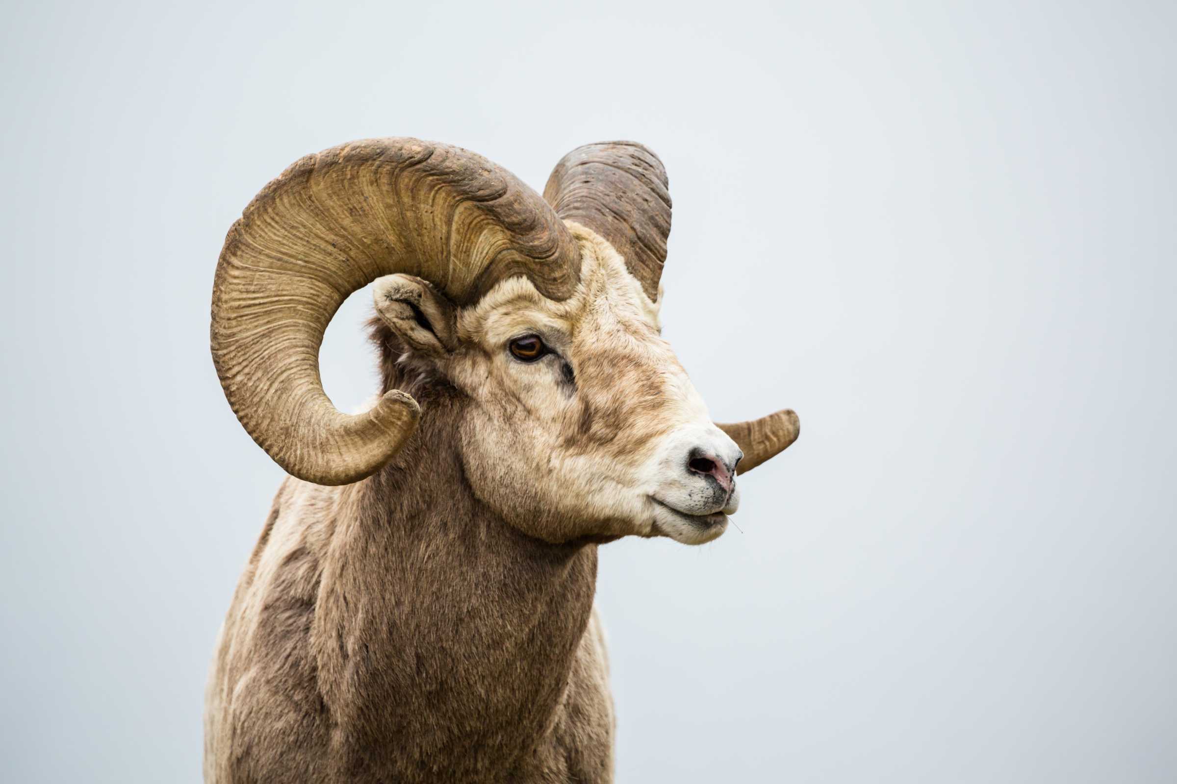 Ram Sheep
