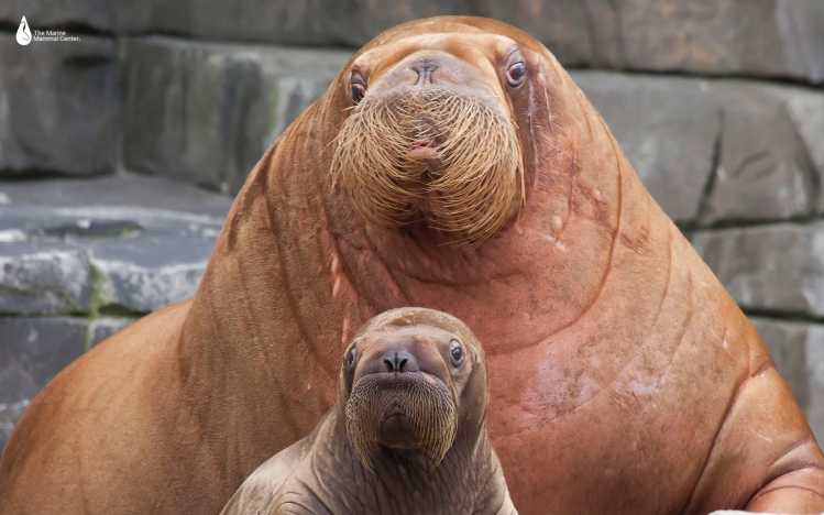Cute Walrus Wallpaper