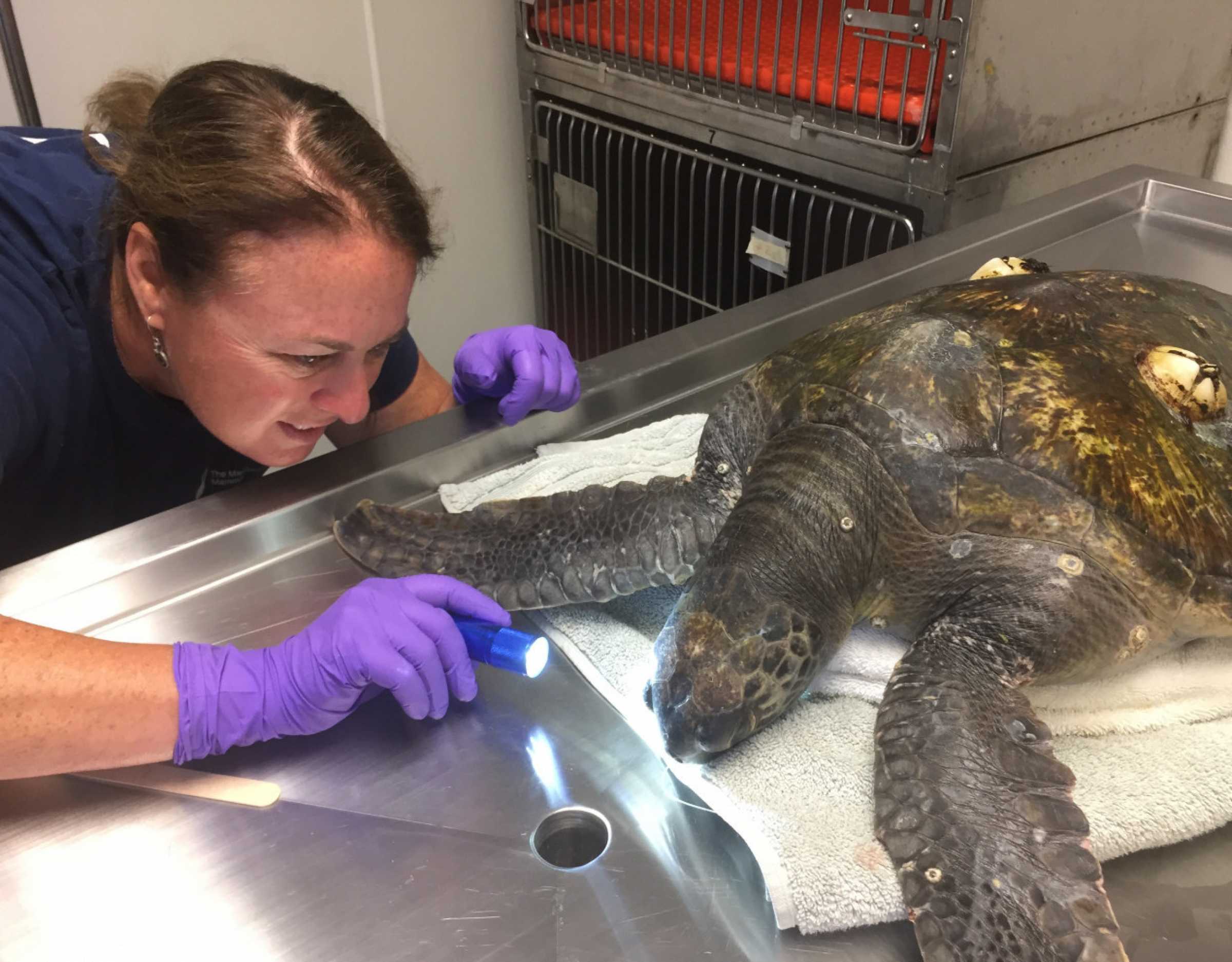 Seattle Aquarium Awards Dr. Heather Harris With Prestigious ...