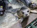 California Sea Lion | The Marine Mammal Center