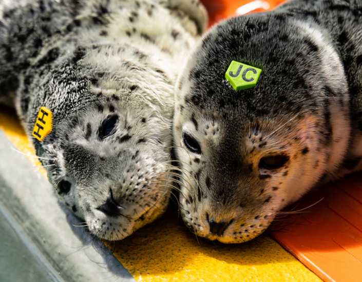 Sea Otters | The Marine Mammal Center