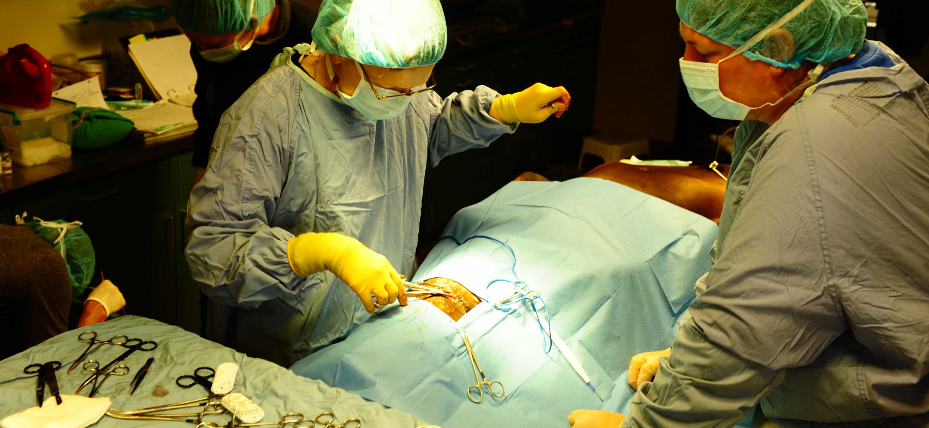 Life-Saving Surgery Frees Thin Mint from Scary Entanglement | The ...