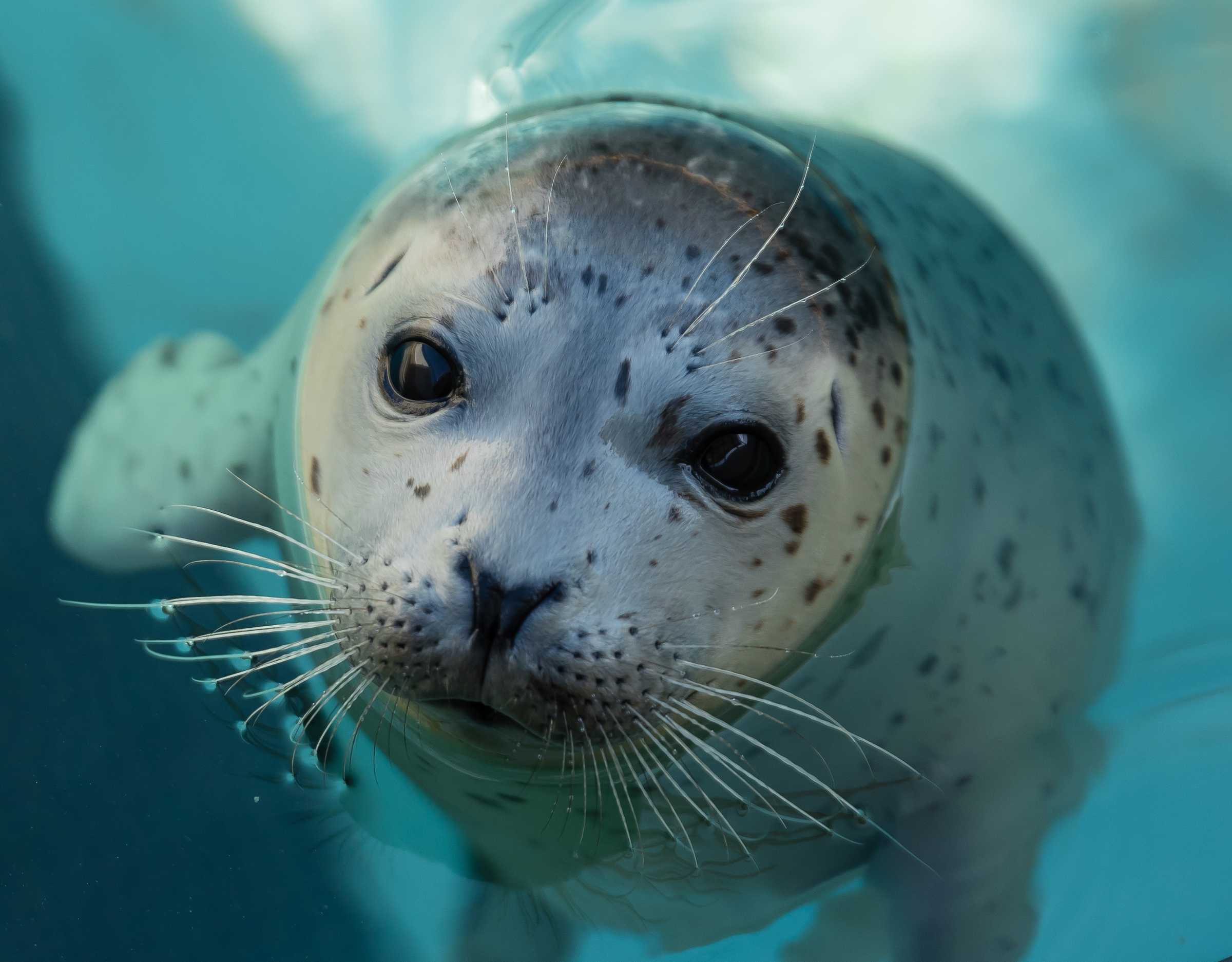 Kizmit | The Marine Mammal Center