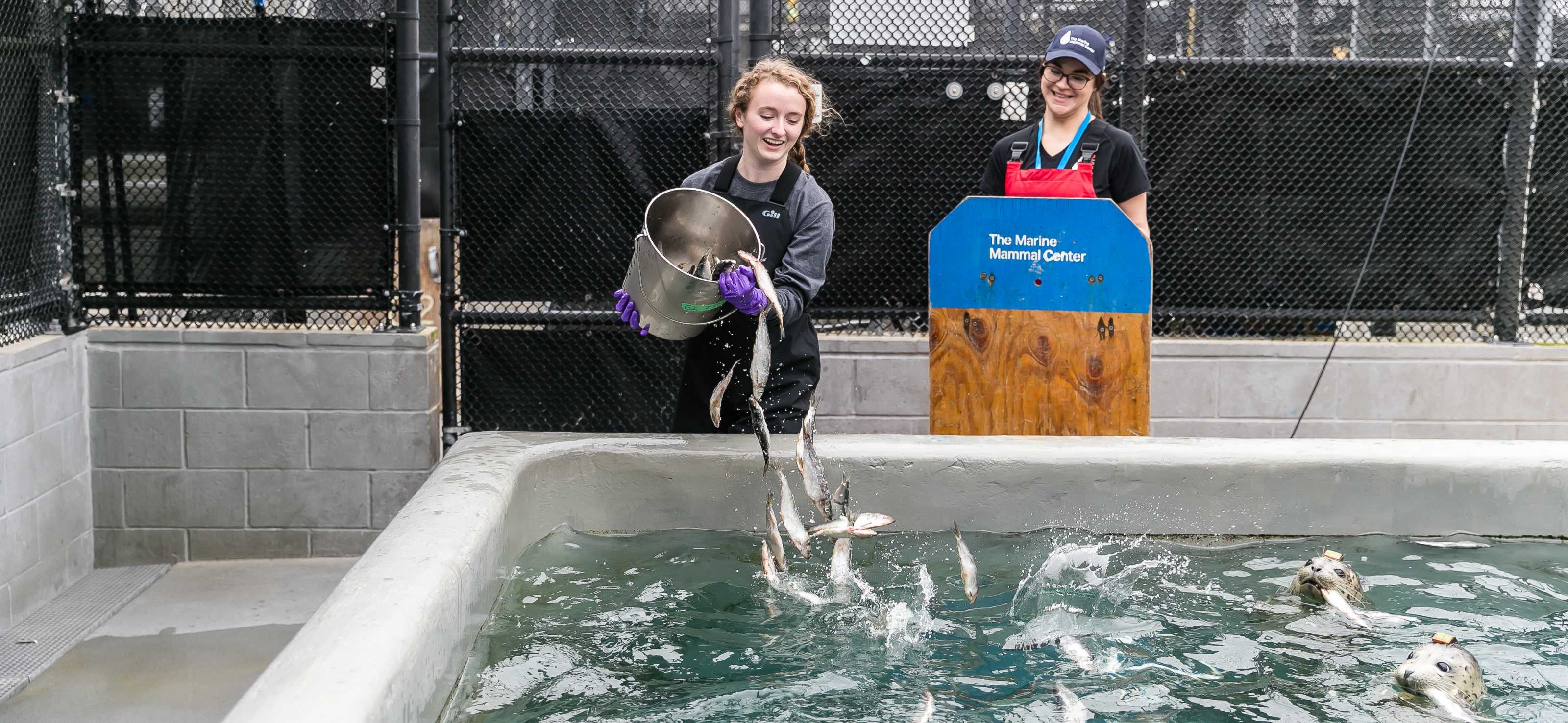 Pupping Season Spotlight: Caring for an Orphaned Harbor Seal Pup | The ...