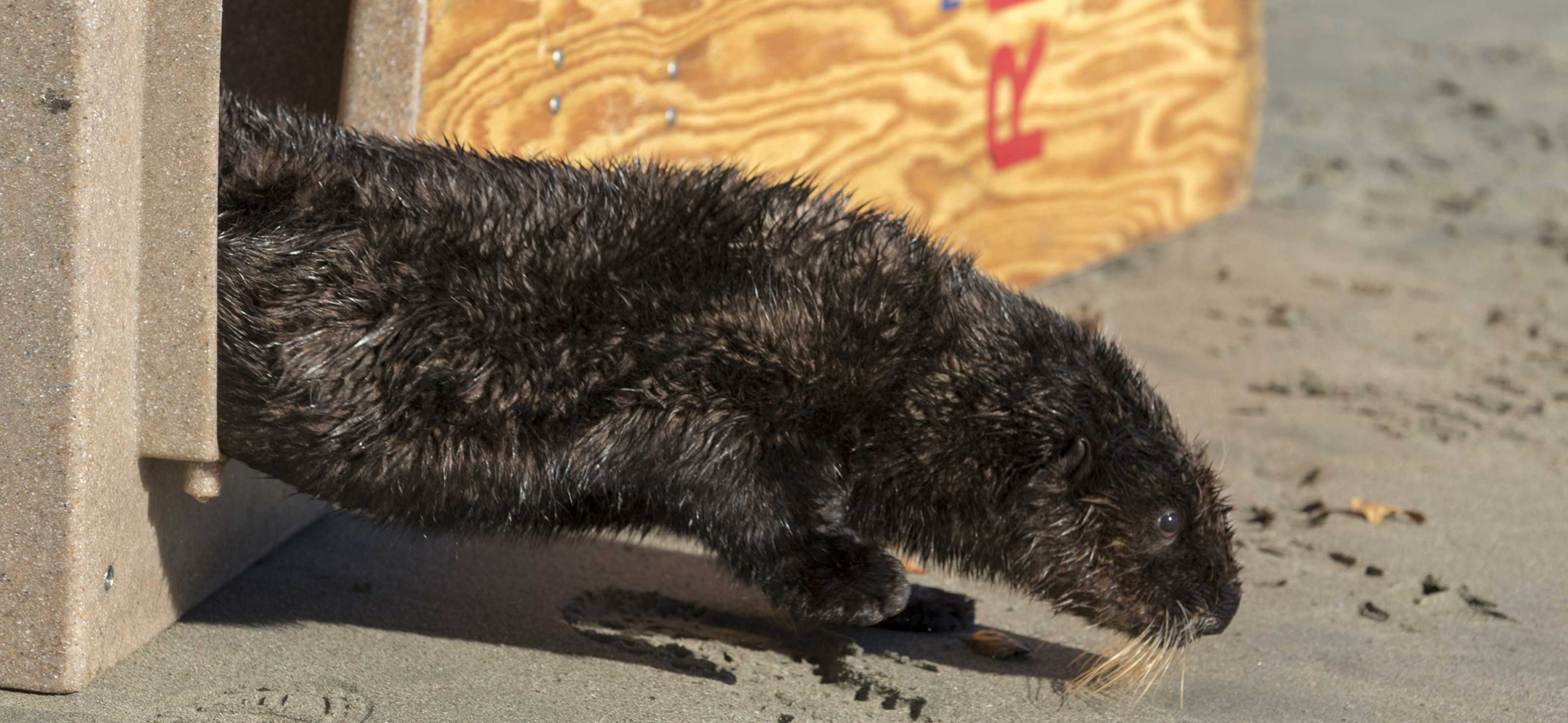 How Sea Otters Can Help Save the Planet | The Marine Mammal Center