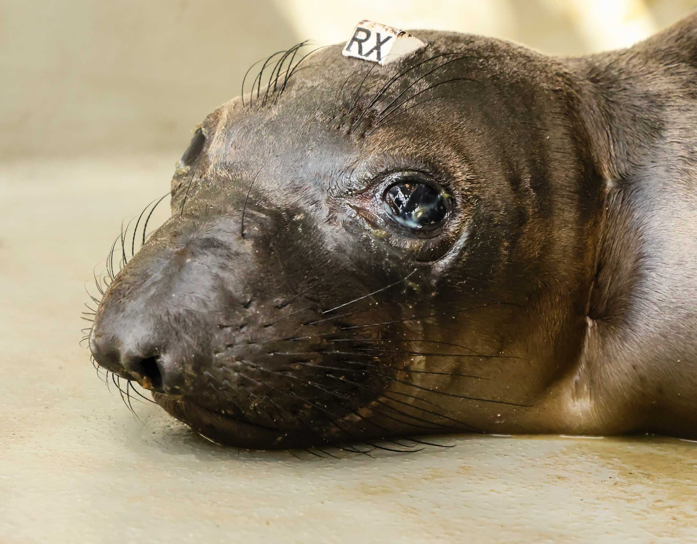 Polaris | The Marine Mammal Center