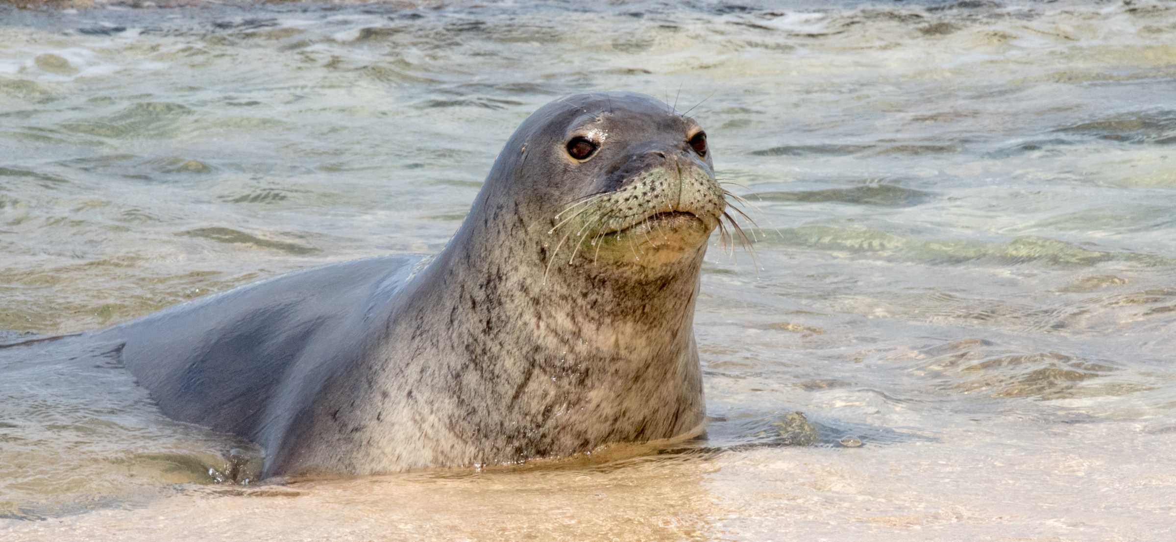 Monk Seal Moʻolelo | Hawaiʽi | The Marine Mammal Center