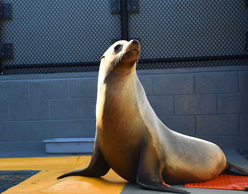California Sea Lion | The Marine Mammal Center