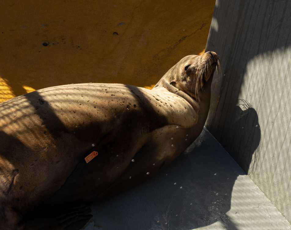 Biscayne | The Marine Mammal Center