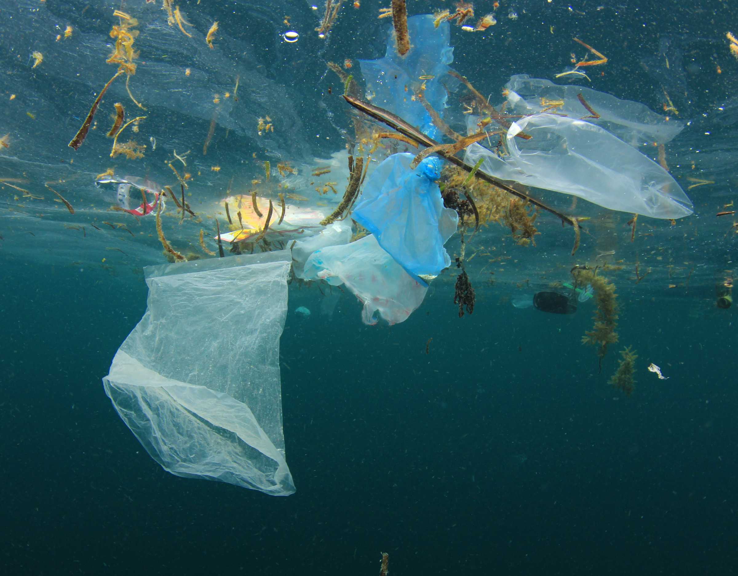 USA Today: Deadly Pathogens Can Hitch a Ride on Ocean Microplastics ...