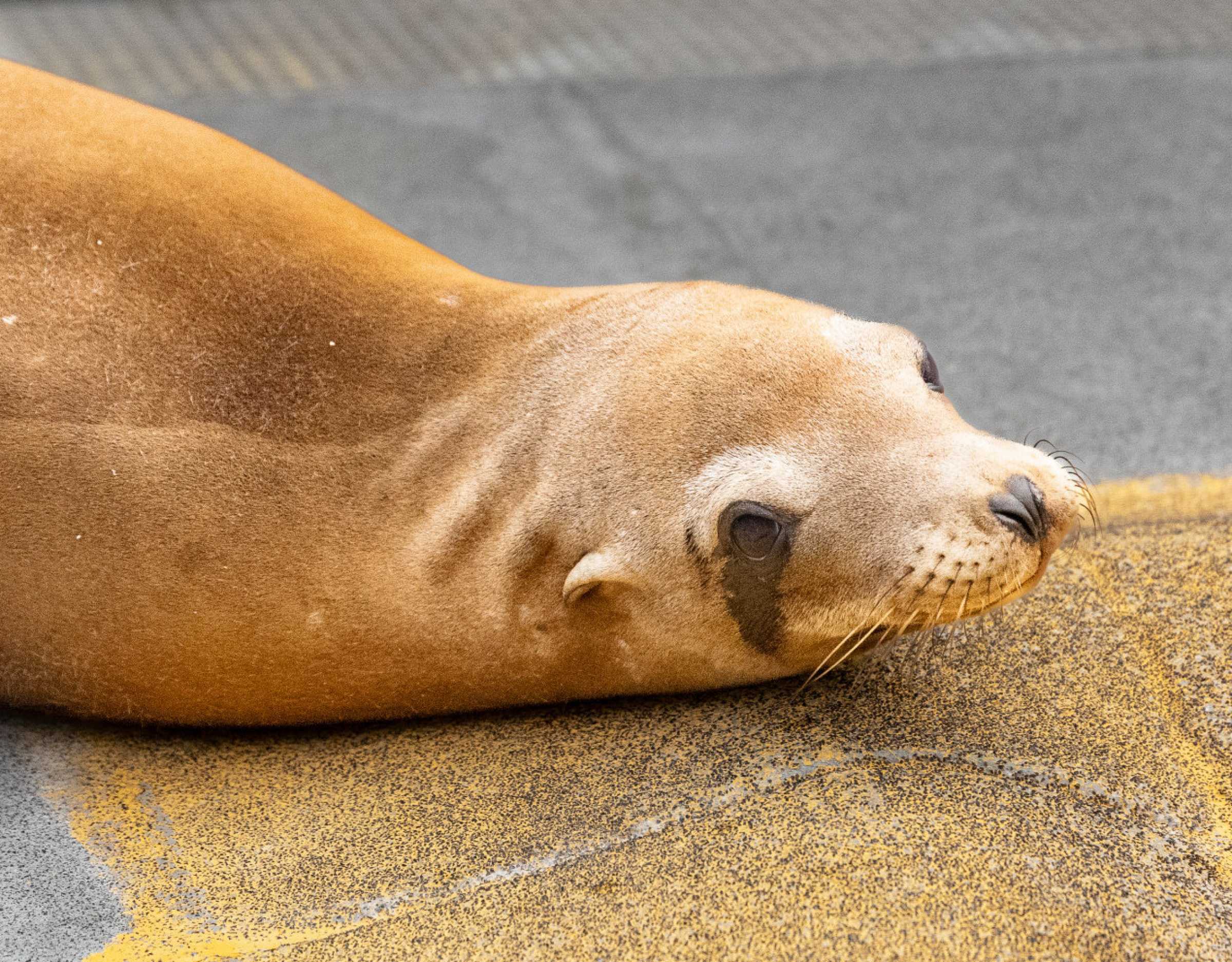 Baywood | The Marine Mammal Center