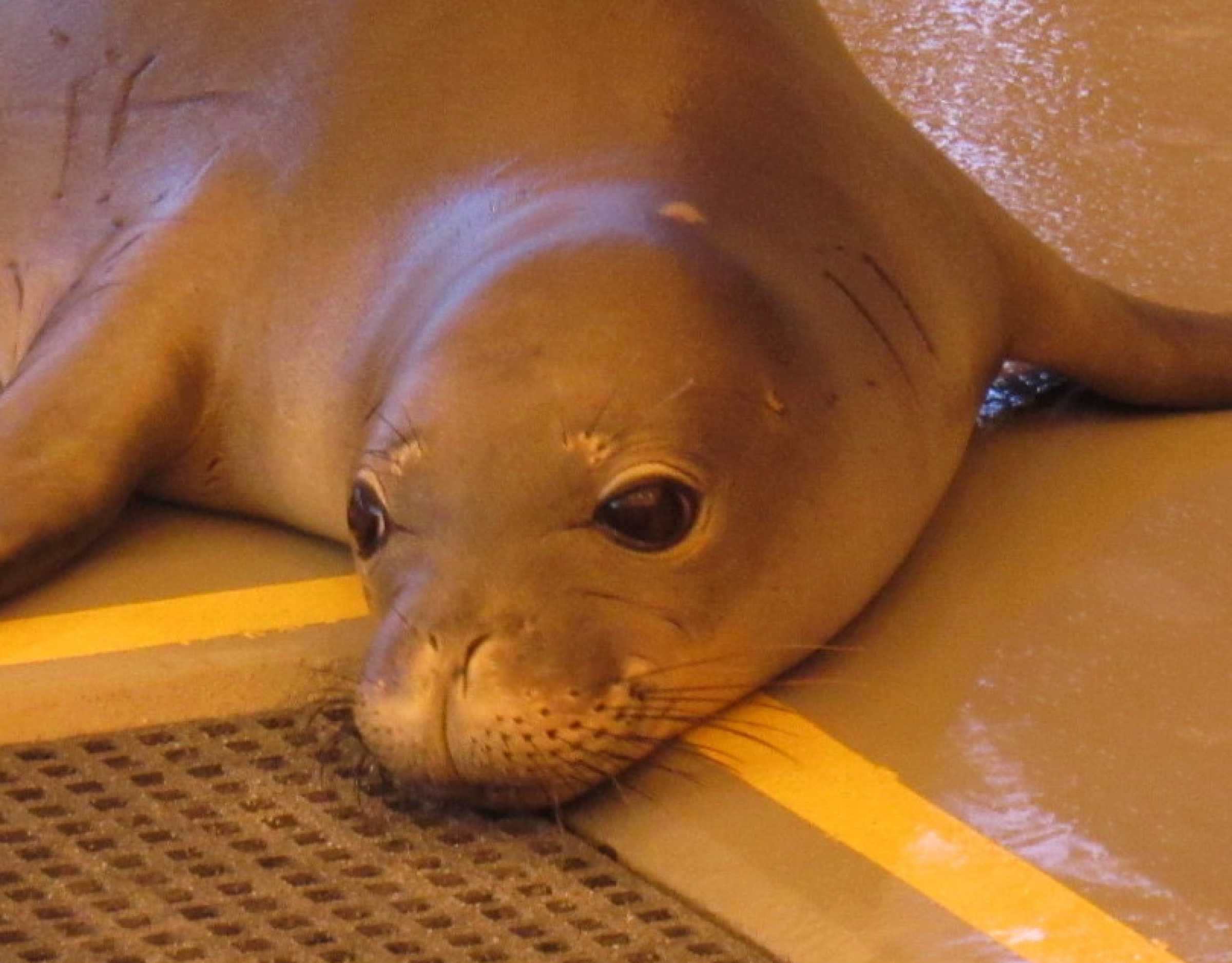 Lelehua | The Marine Mammal Center