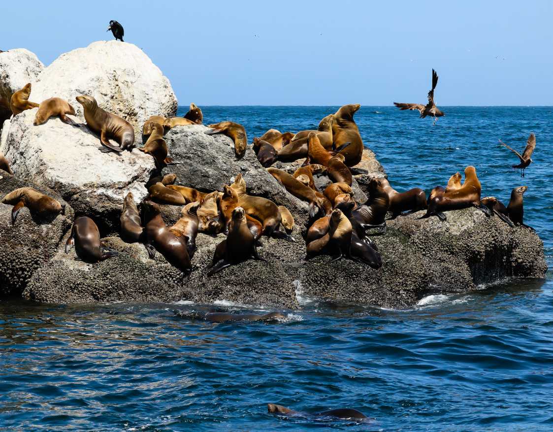 How Fast Can Sea Lions Swim? And Other Sea Lion Trivia | The Marine ...
