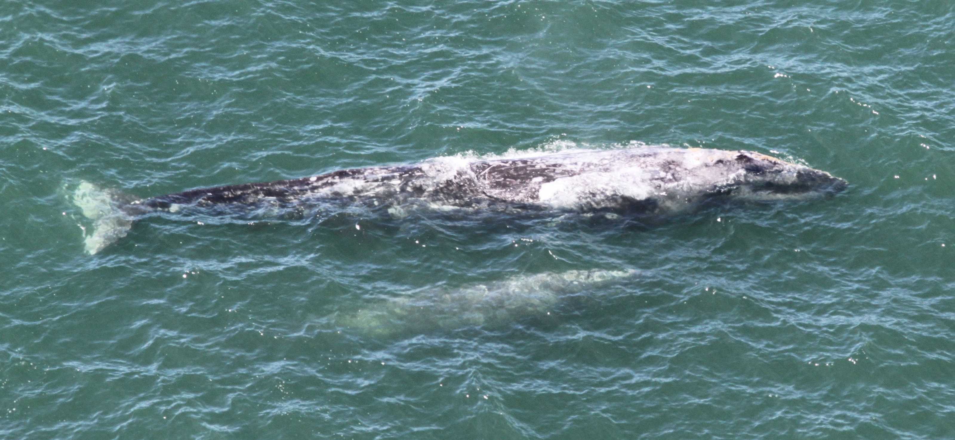 How To See the Gray Whale Migration and Help Save a Life | The Marine ...