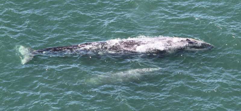 How To See the Gray Whale Migration and Help Save a Life | The Marine ...