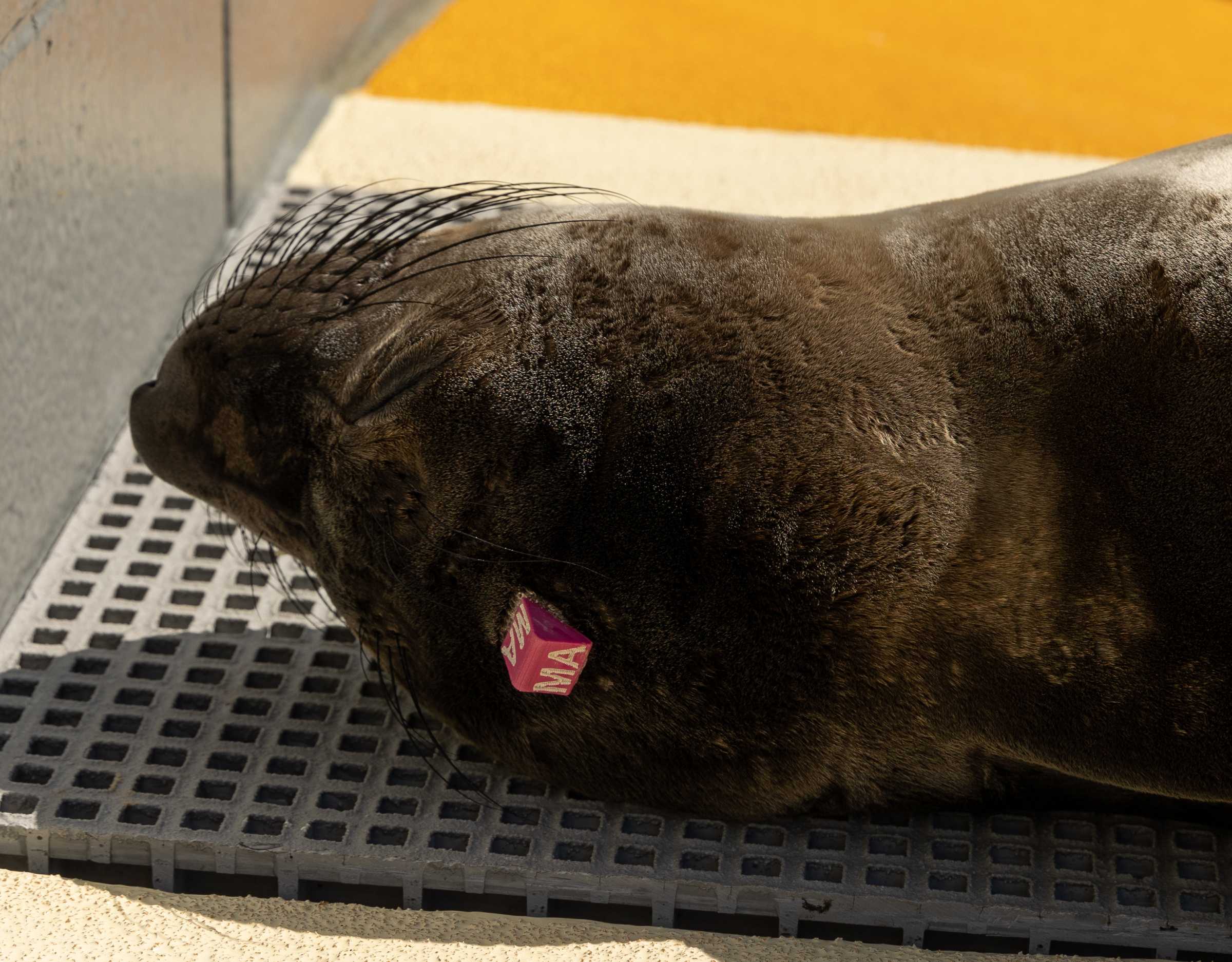 Merle | The Marine Mammal Center