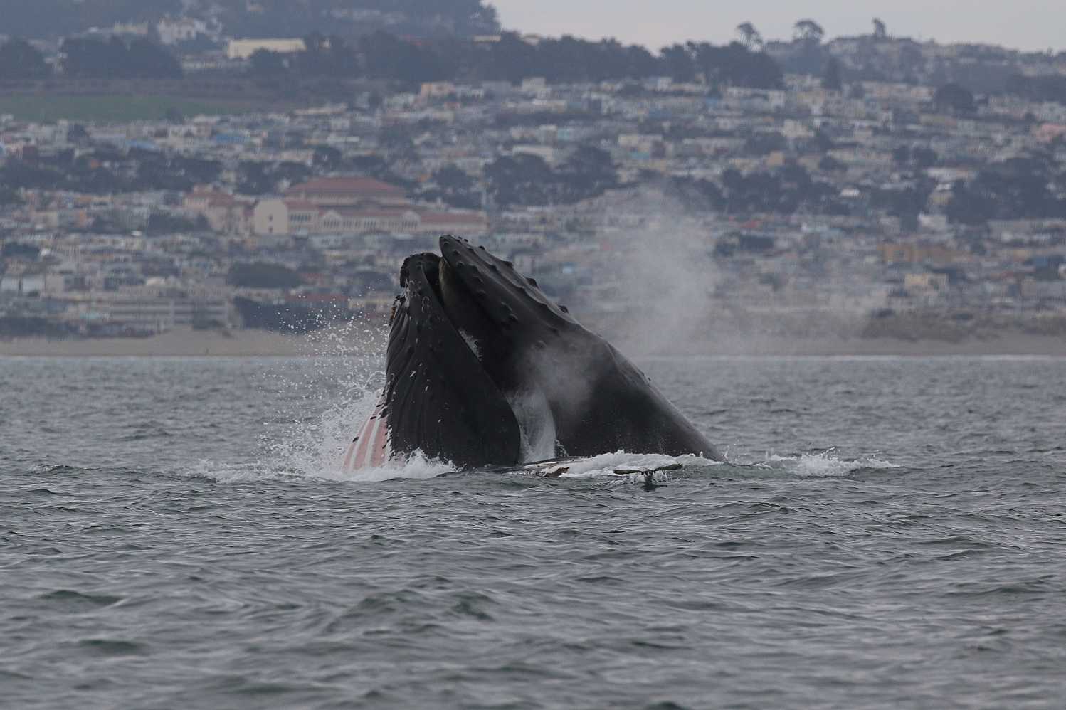 What Do Whales Eat? And Other Foodie Trivia | The Marine Mammal Center