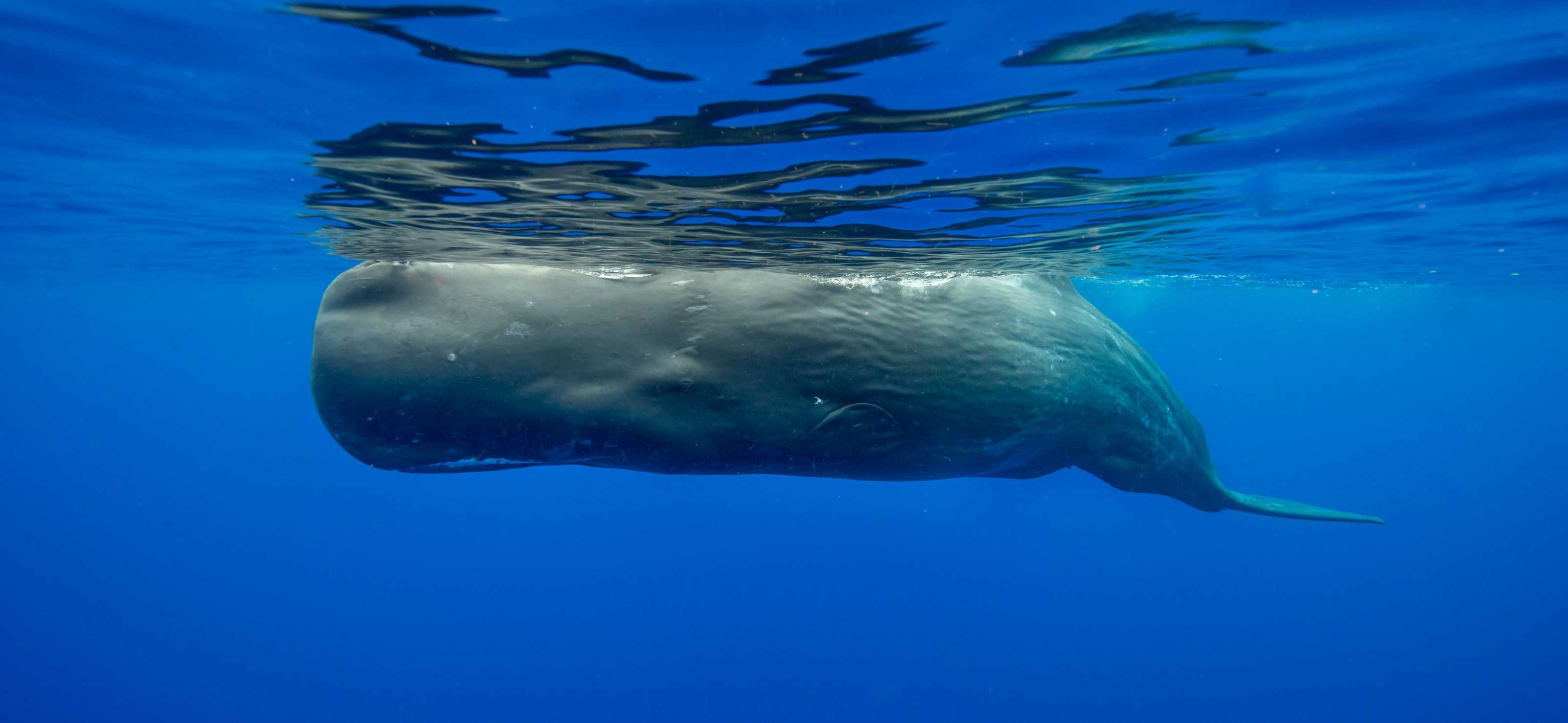 Help Save the Endangered Species Act | The Marine Mammal Center