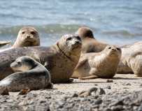 Pinnipeds | The Marine Mammal Center