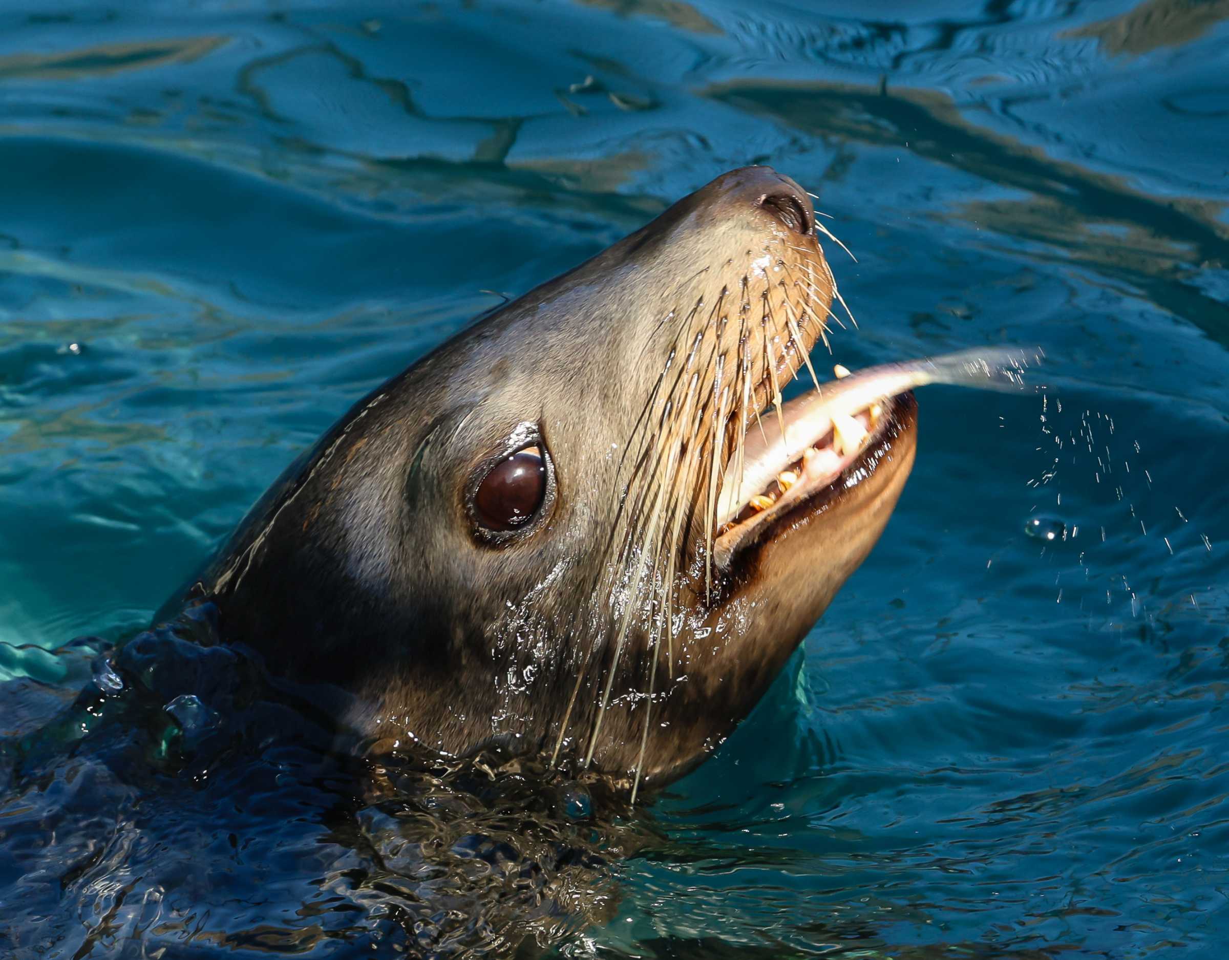 Mini | The Marine Mammal Center