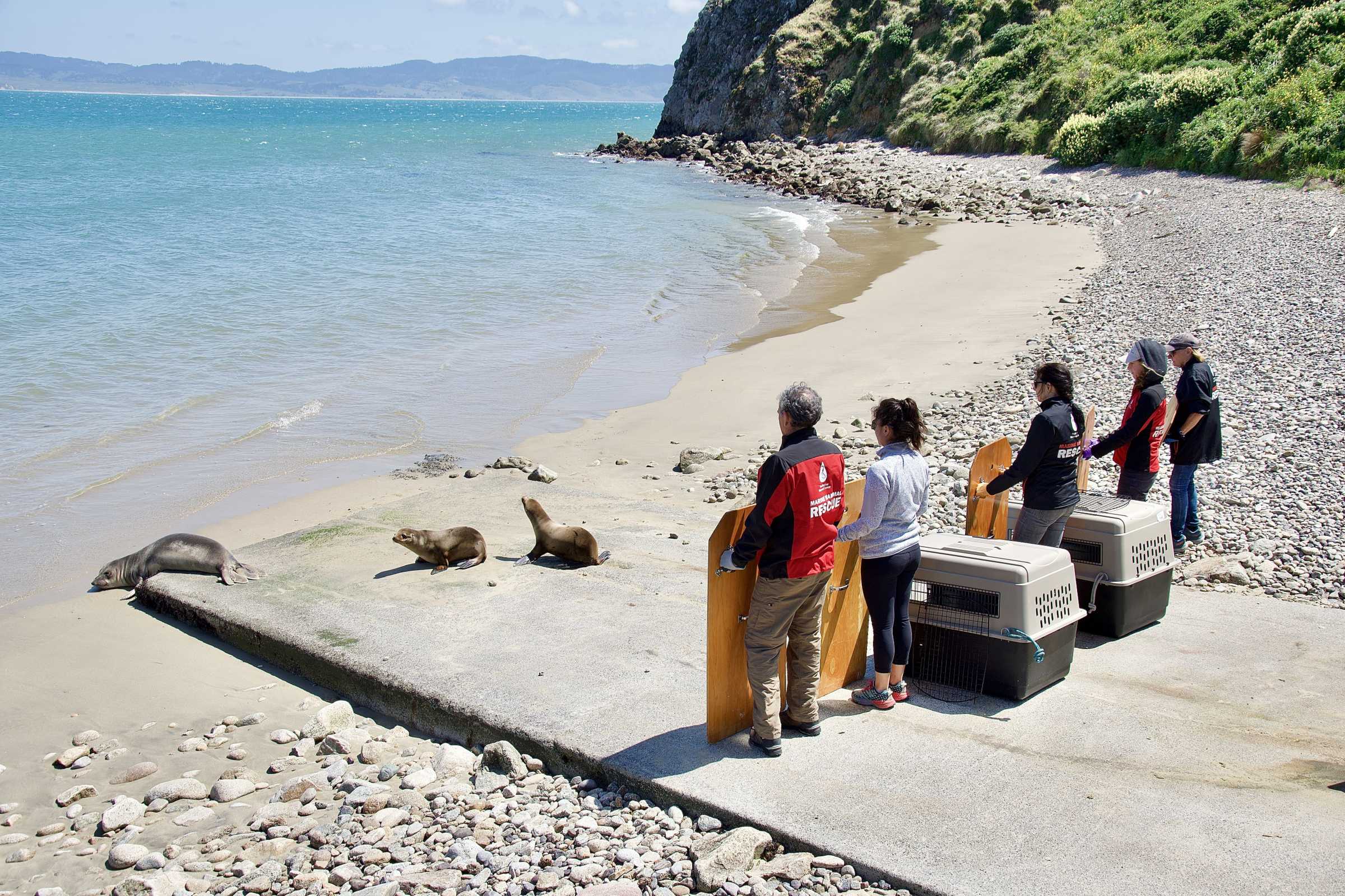 Point Reyes Livestream | The Marine Mammal Center