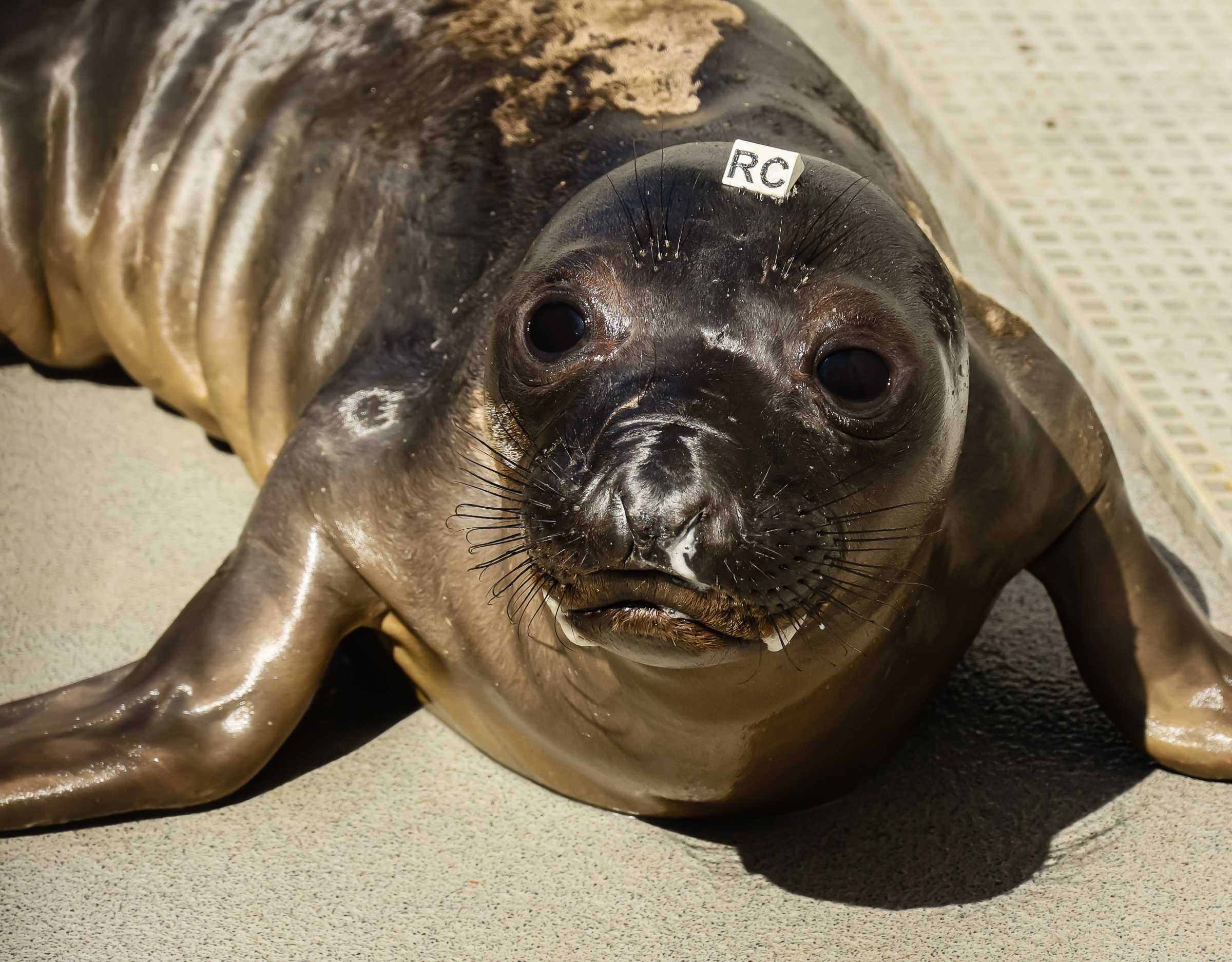 Cory | The Marine Mammal Center