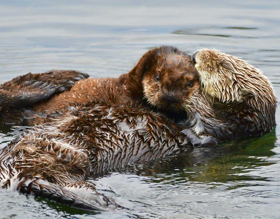 How Sea Otters Can Help Save the Planet | The Marine Mammal Center