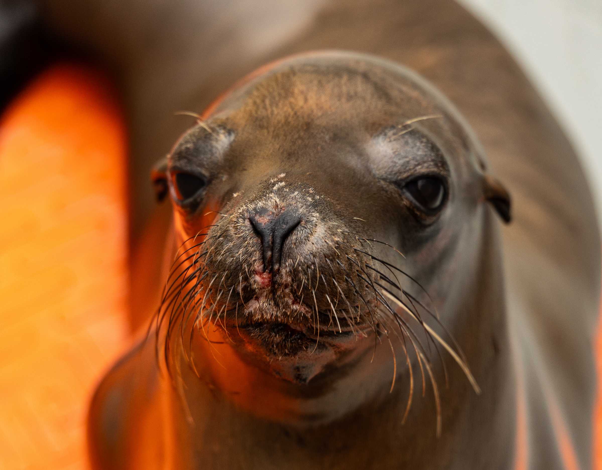 Baru (restrand) | The Marine Mammal Center