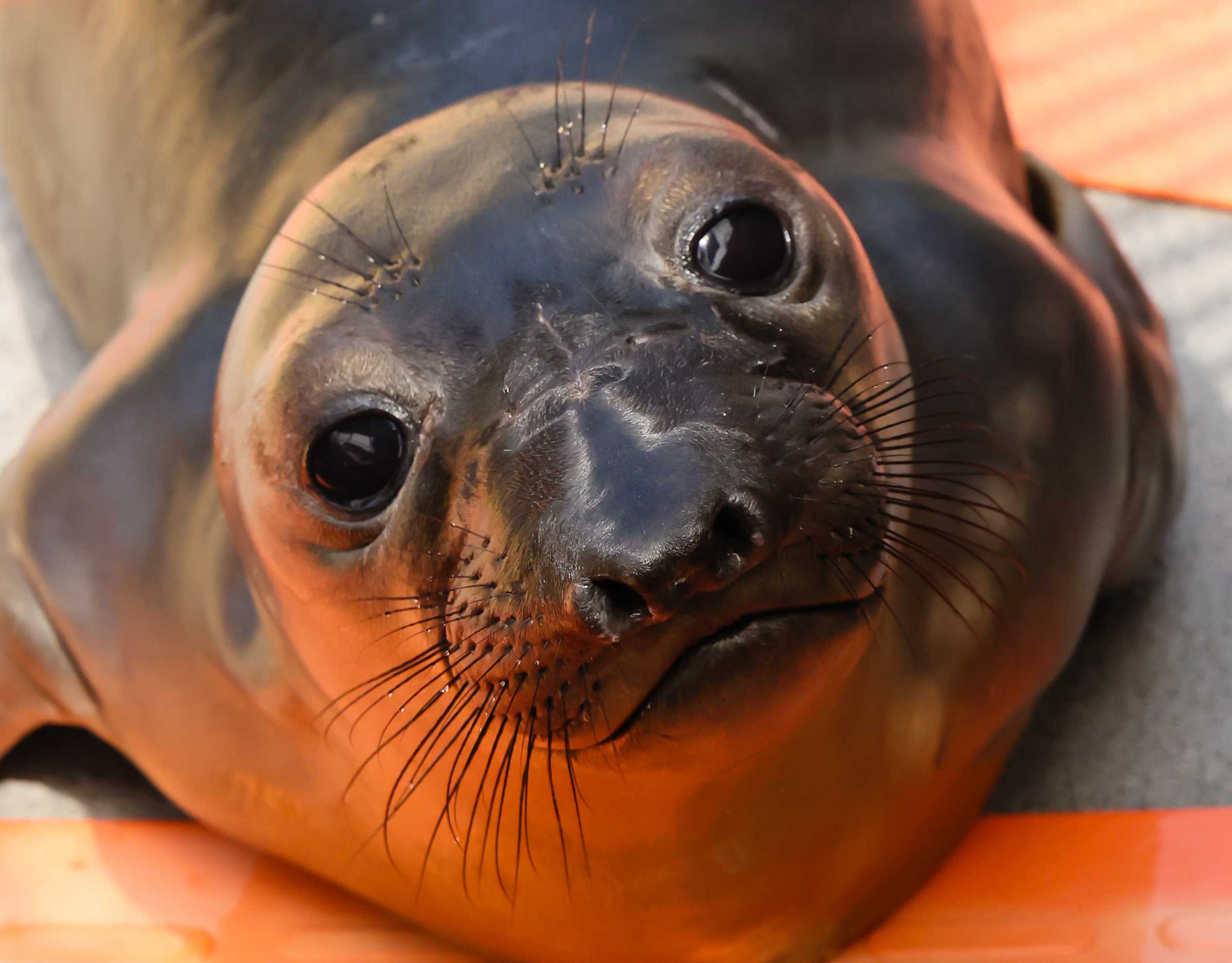 Eggshell | The Marine Mammal Center