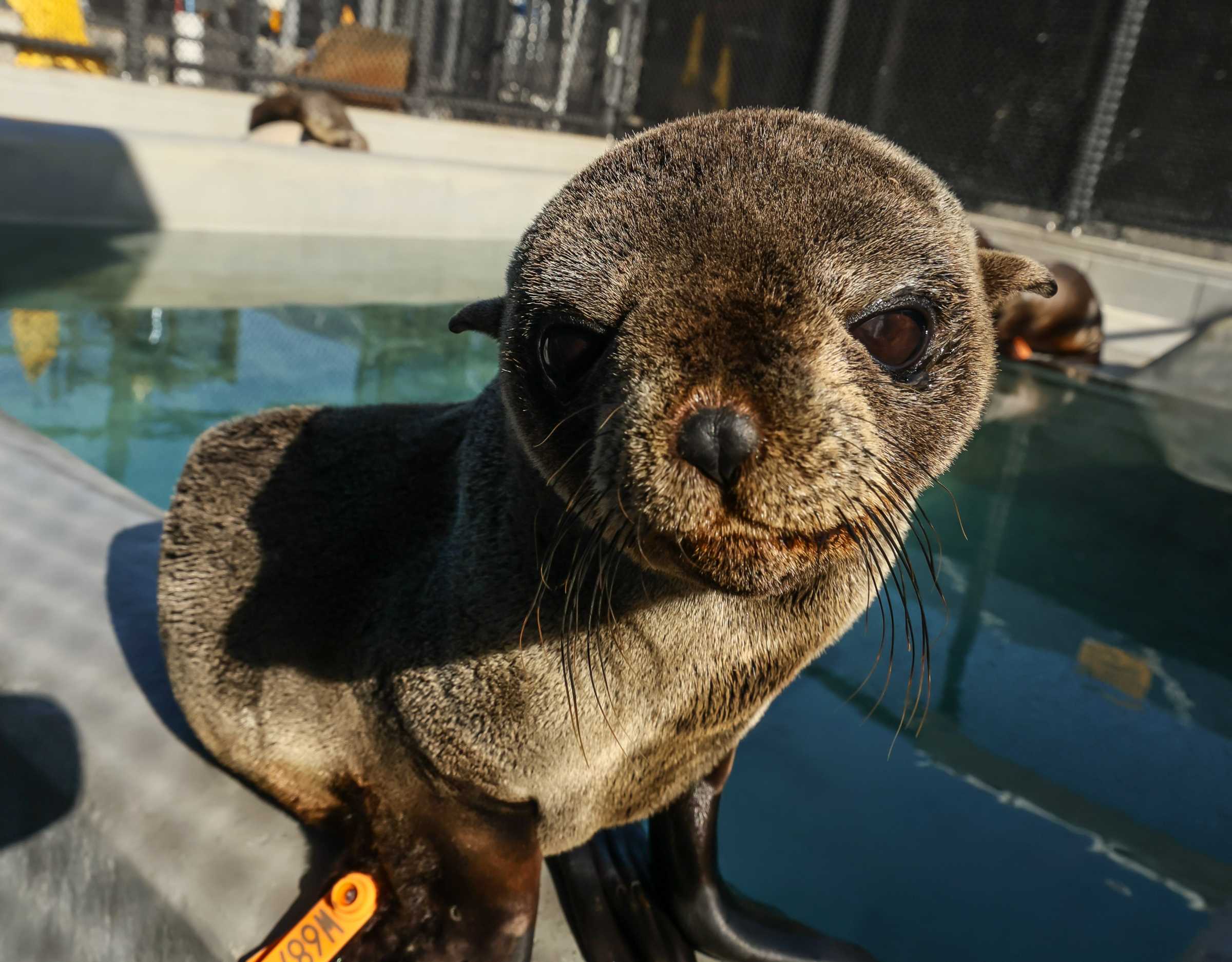 Mortality in an Off-Shore Predator Critical Habitat During the ...