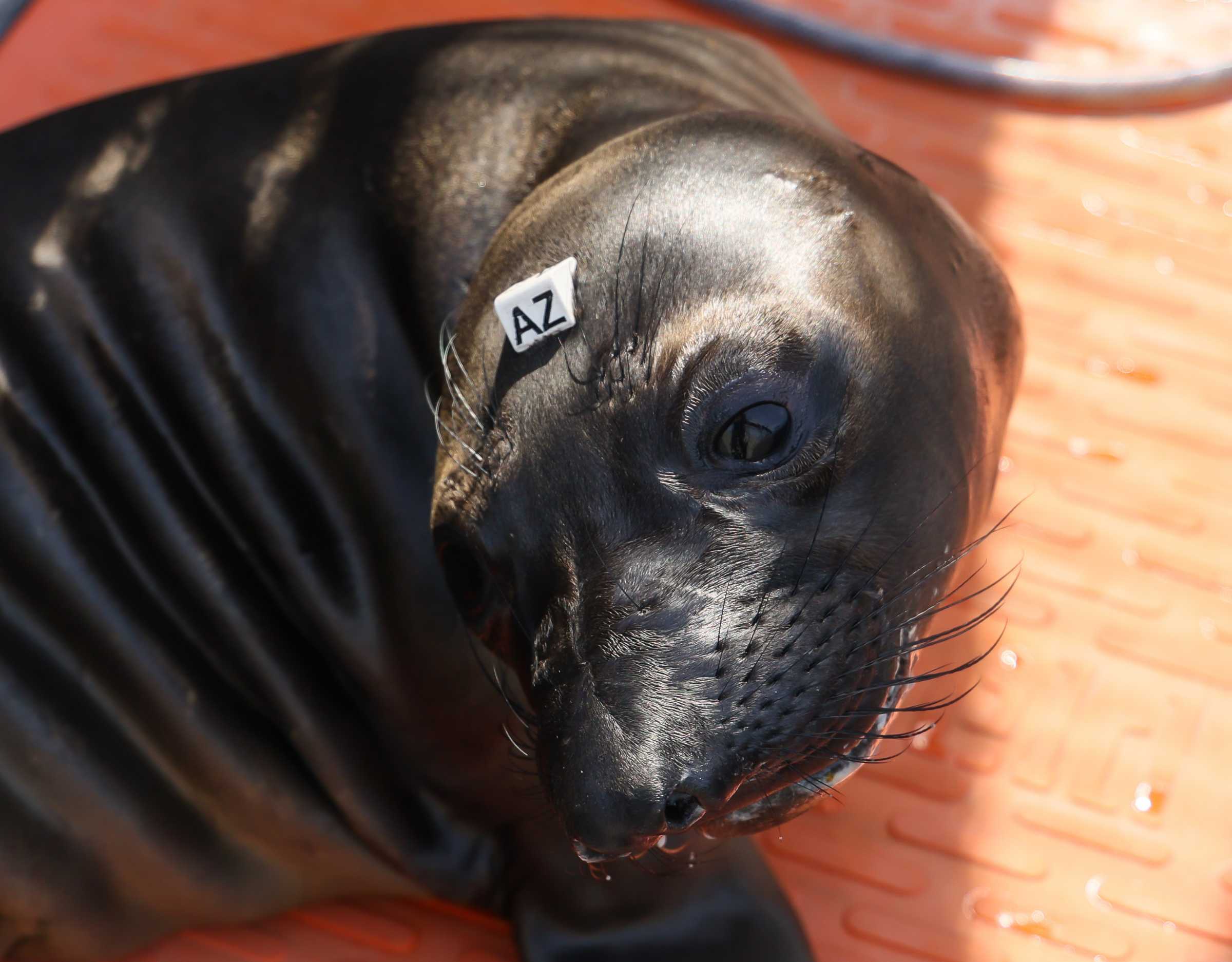Finneas | The Marine Mammal Center