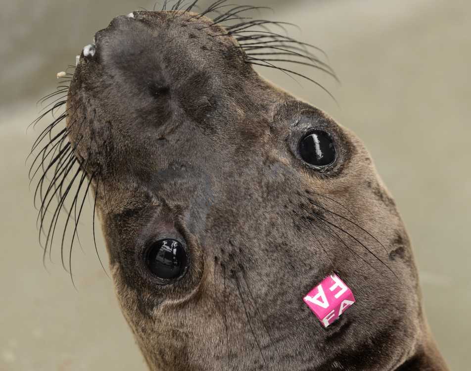 Neapolitan | The Marine Mammal Center