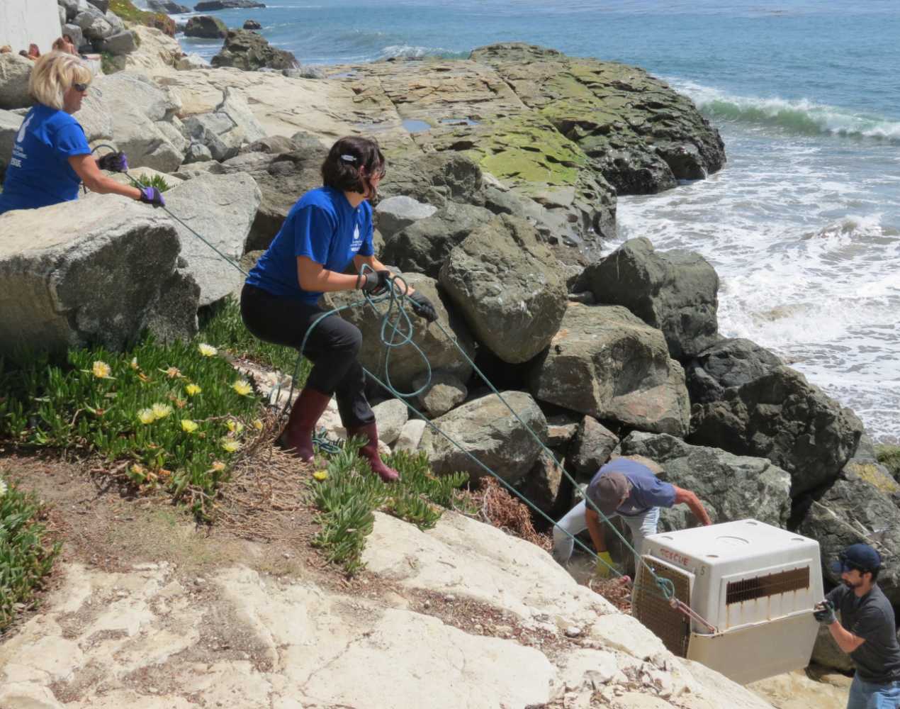 The Marine Mammal Center reports high levels of marine mammal ...