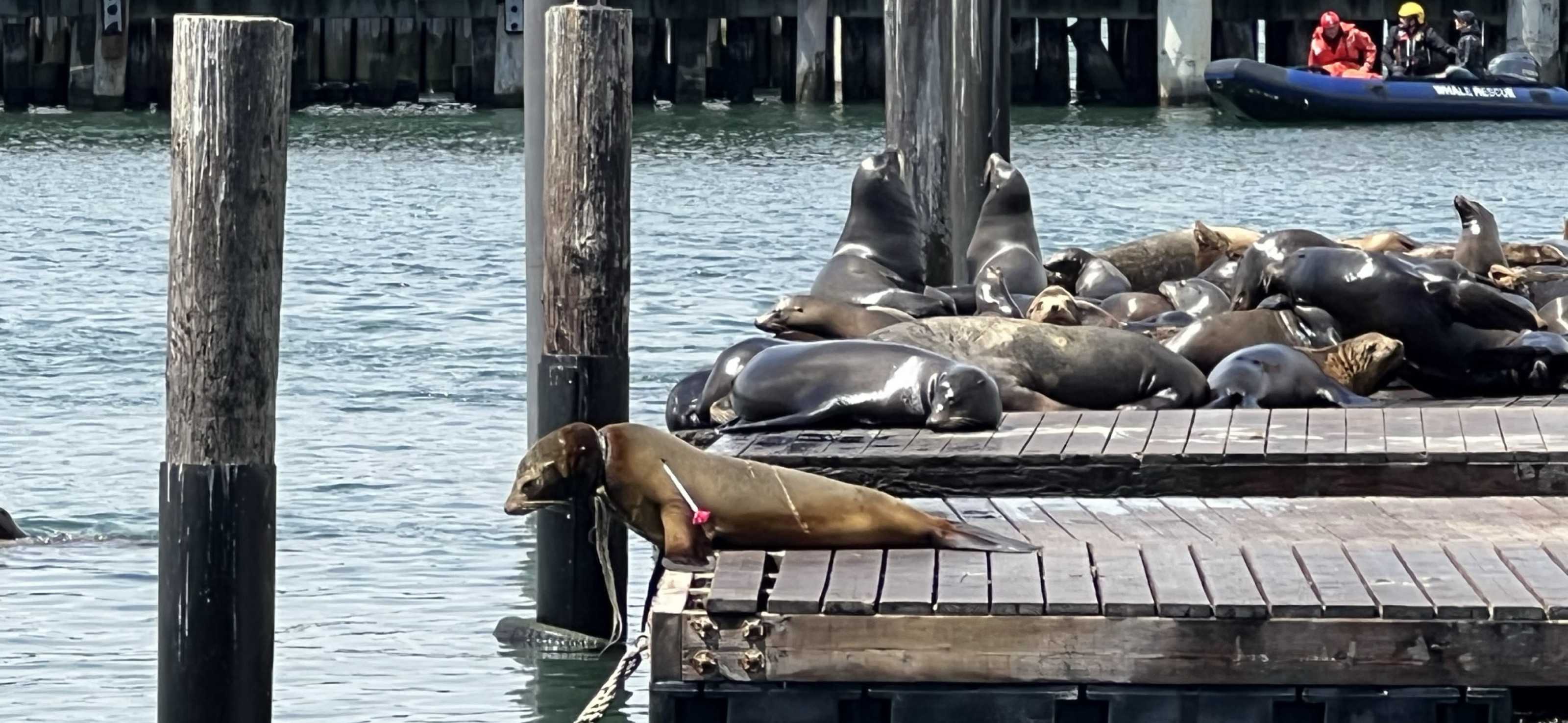 What it Takes to Rescue an Entangled Sea Lion | The Marine Mammal Center