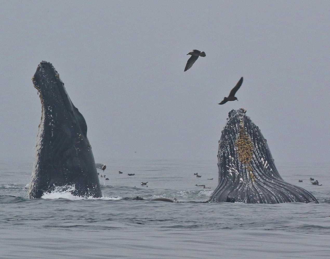 Your Visual Guide to Whale Breaching, Lunge Feeding and Other Behaviors ...
