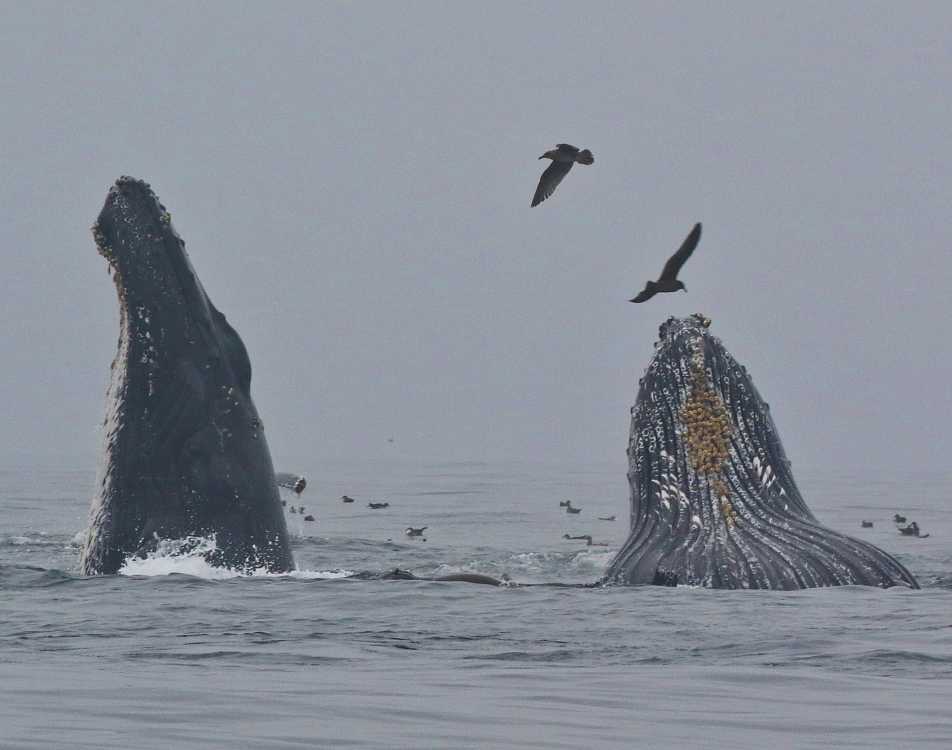 Your Visual Guide to Whale Breaching, Lunge Feeding and Other Behaviors ...